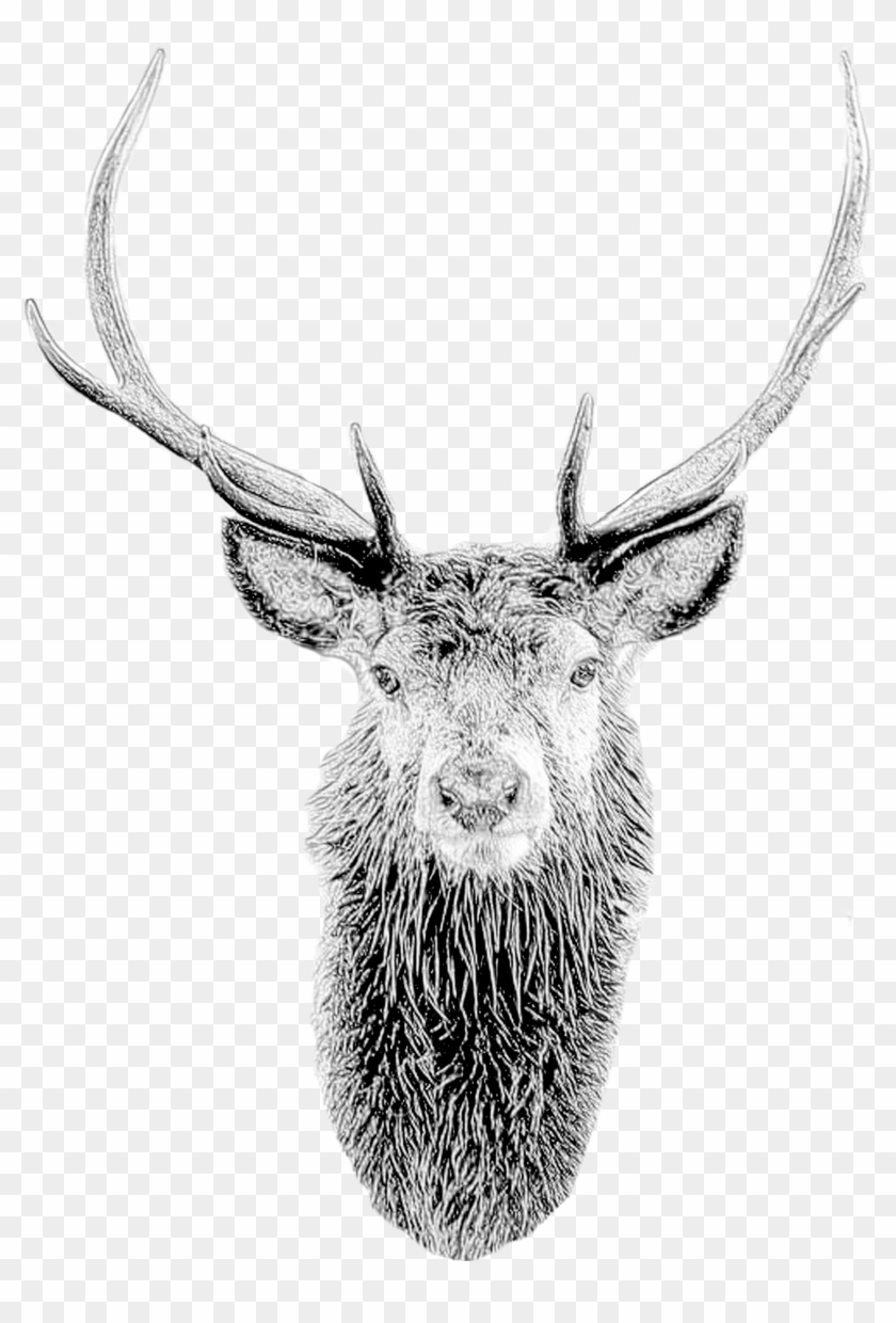 Deer Mask Deer Head Stag Mask Printable Diy Pdf Template - Sketch ...