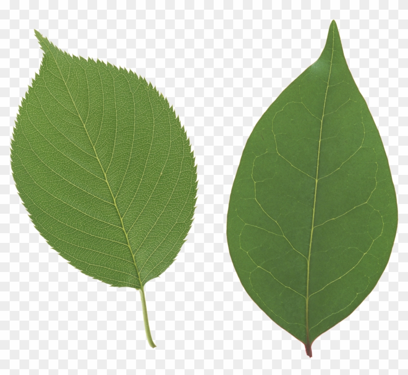 Download Leaves Png Image Purepng - Apple Leaf Transparent Background ...