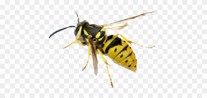 Hornet Png Clipart (#1884934) - PikPng