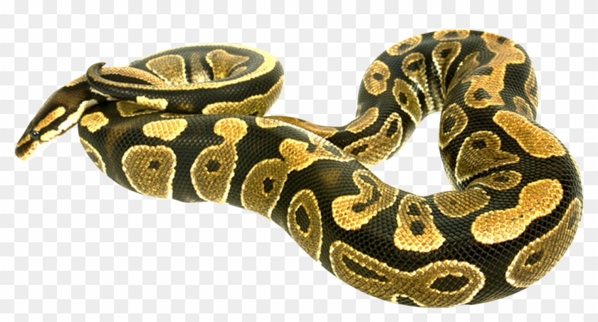 Nature Calm Animal - Boa Constrictor Png Clipart (#1923859) - PikPng