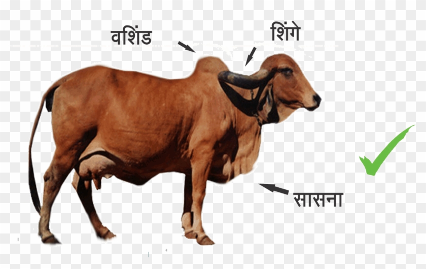 Indian Breed Cows - Gau Mata Ki Jai Clipart (#208792) - PikPng