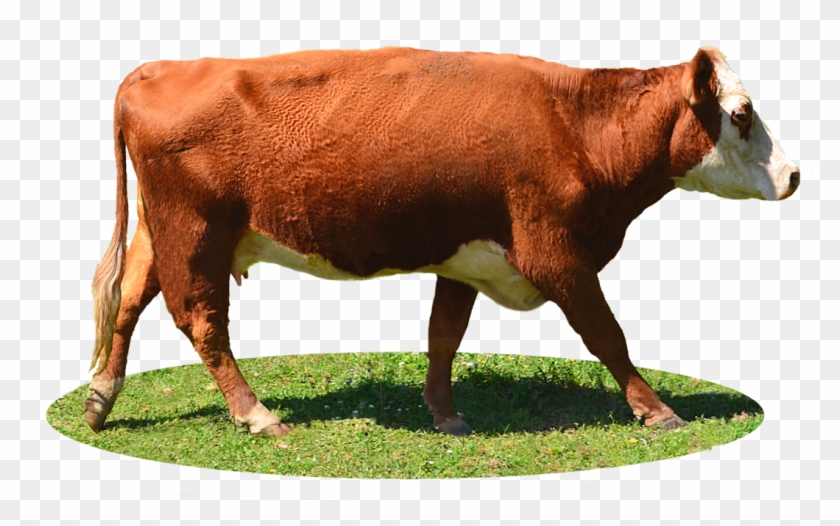Cow Png Image, Free Cows Png Picture Download Clipart (#2031951) - PikPng