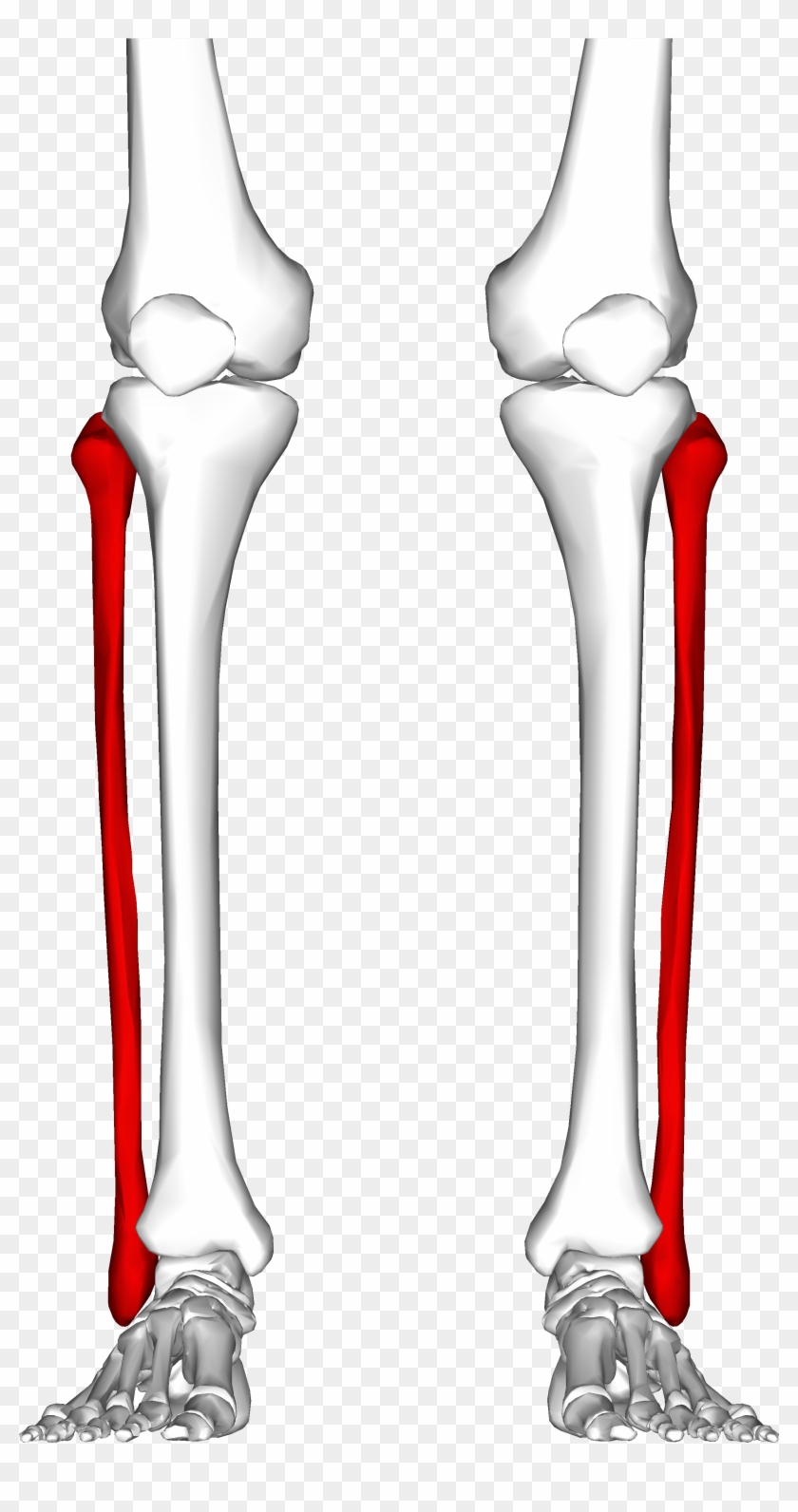 Download Figure 1 Where The Fibula Is Located In Humans - Fibula Gif ...