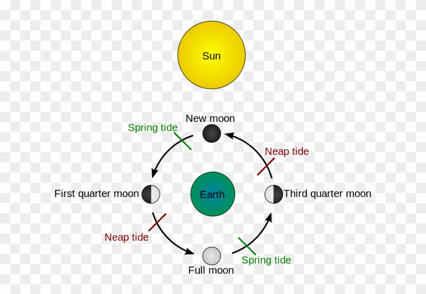 Sun / Moon Cycle And Tide - Basic Physics Of Tides Clipart (#2067619 ...