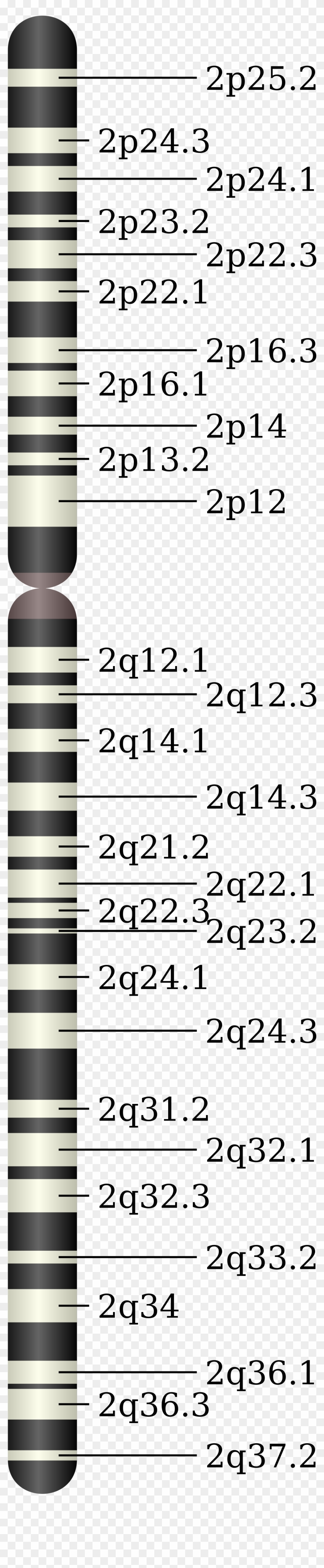 Chromosome - Cromosoma 5 Clipart (#2074765) - PikPng