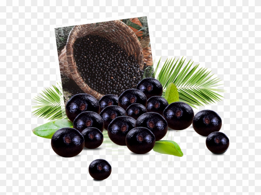 Acai Berry Png - Blueberry Clipart (#2075960) - PikPng