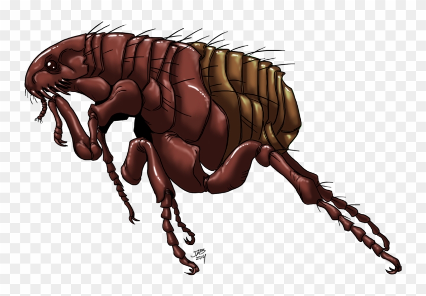 Flea Png Photos - Transparent Flea Clipart (#2244520) - PikPng