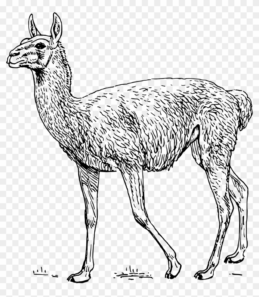Clip Art Alpaca - Llama Clipart Black And White - Png Download ...