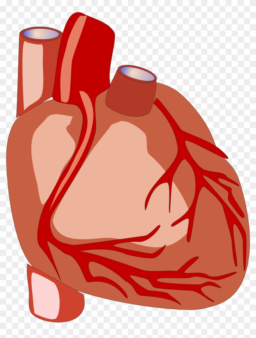 Human Heart Vector File Image - Human Heart Clipart - Png Download ...