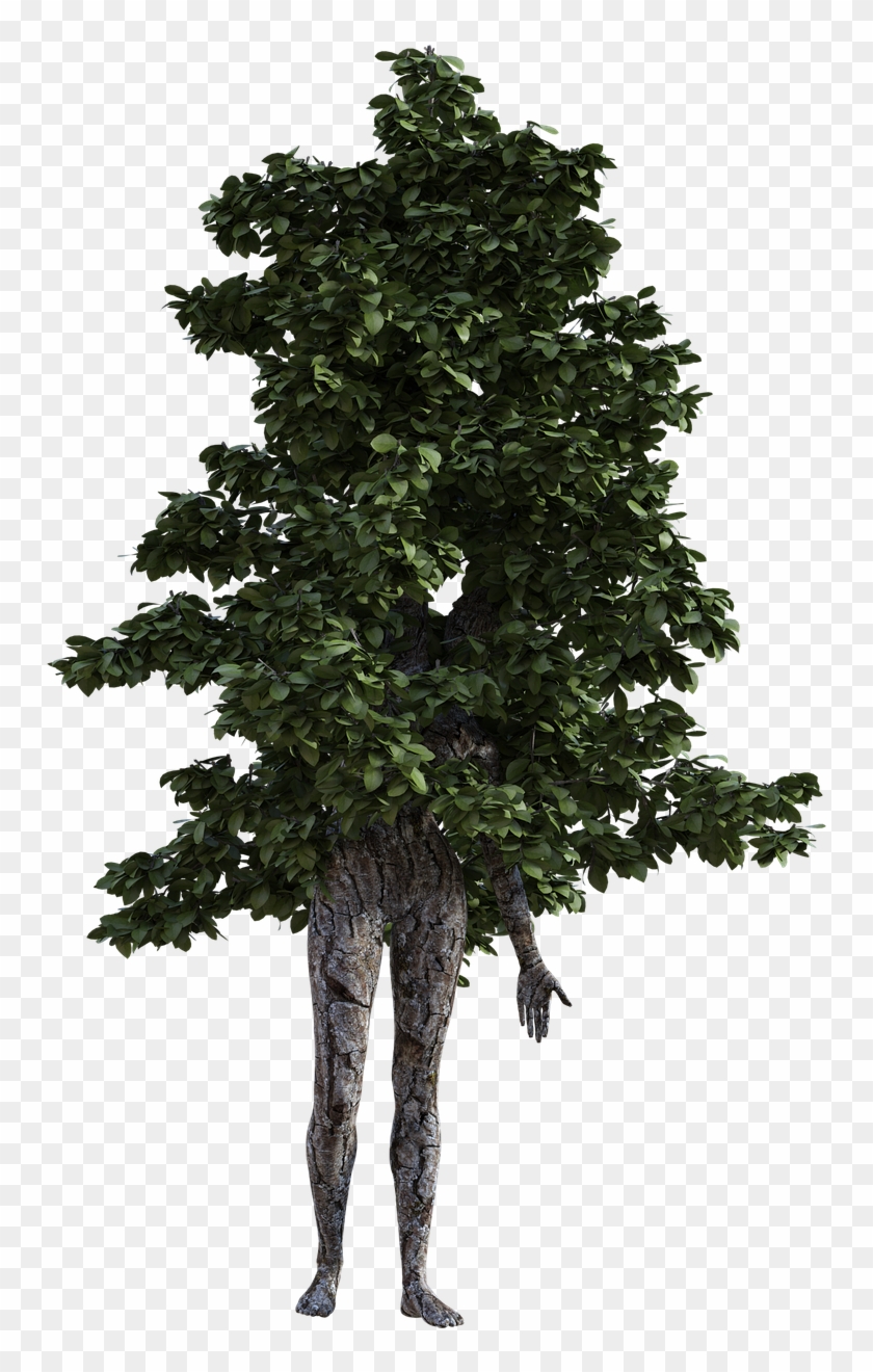 Woman Tree Figure Fantasy Human Png Image - Arbol Humano Clipart ...