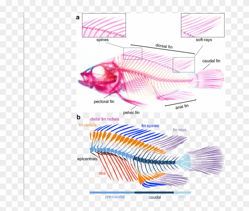 Osteology Of The Axial And Median Fin Skeleton Of A - Median Fin ...