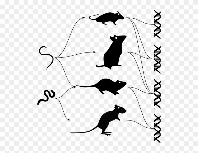 Mouse Dna Parasite Evolution - Parasite Dna Clipart (#2591384) - PikPng