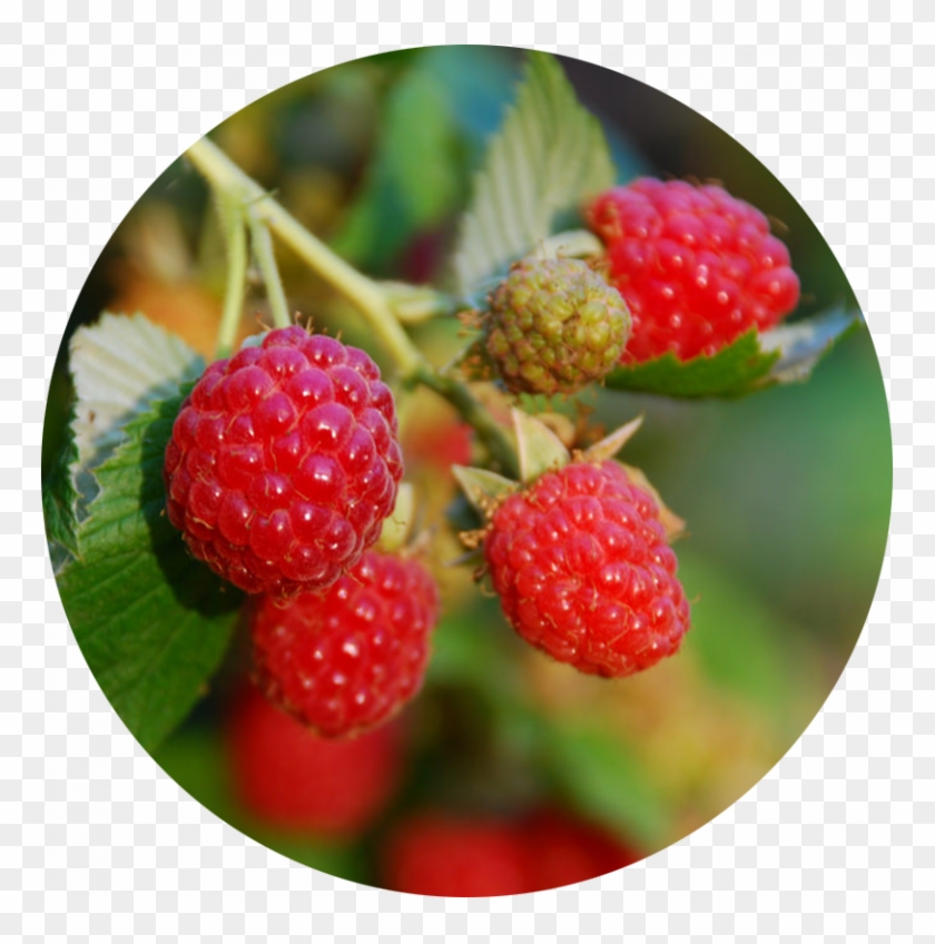 Raspberry Clipart (#2636621) - PikPng