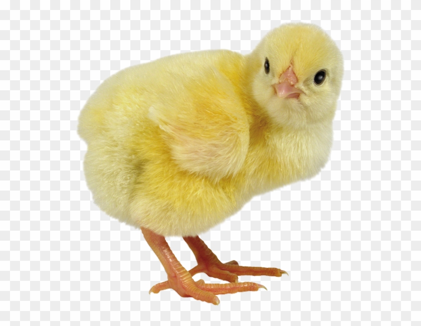 Poussin De Paques Png Clipart (#2637791) - PikPng