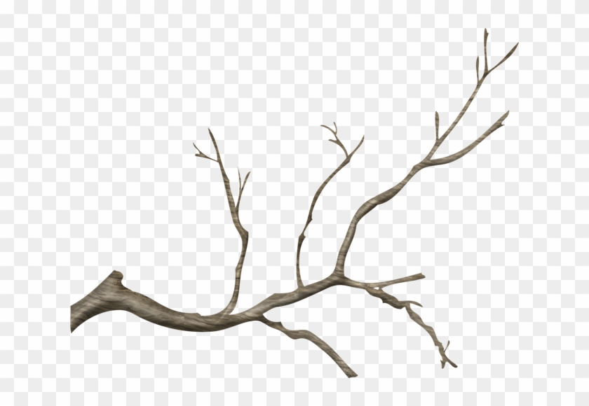 Download Jpg Free Stock Branch Transparent Tree Limb - Tree Branches ...