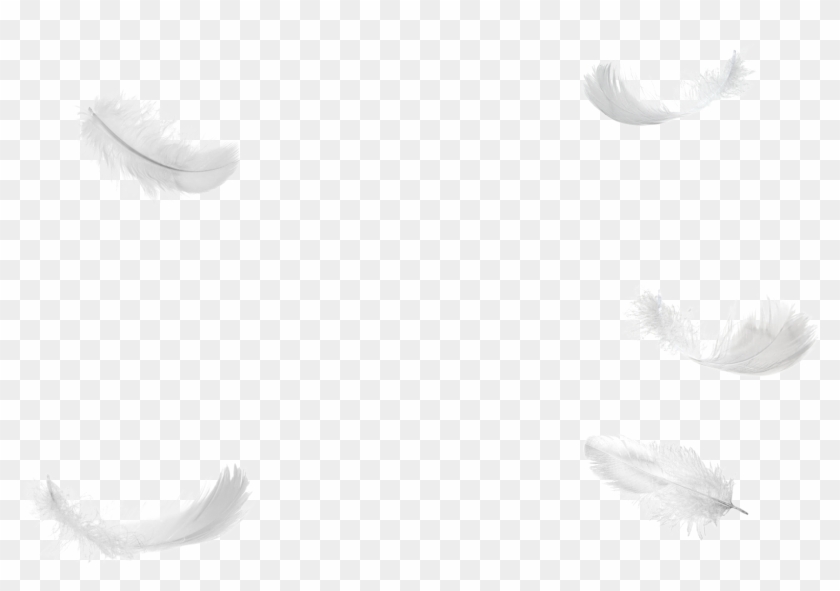 1495816576five Feathers Falling No Background Png - White Falling ...
