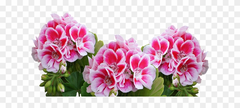 Geranium Png Clipart (#2729488) - PikPng