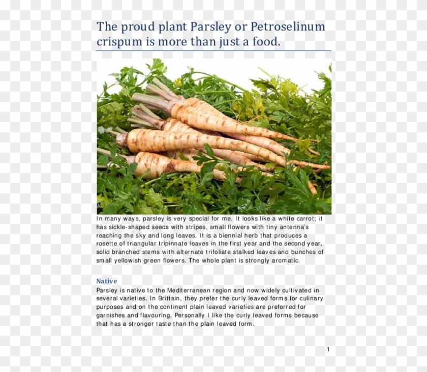 Parsley Root Clipart (#2781921) - PikPng