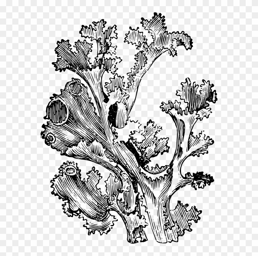 Drawing Moss - Drawing Of Moss Clipart (#2783425) - PikPng