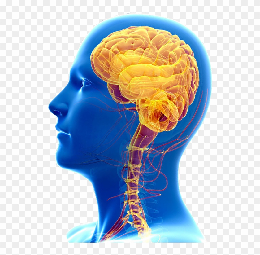 Description - Medical Imaging Clipart (#287990) - PikPng