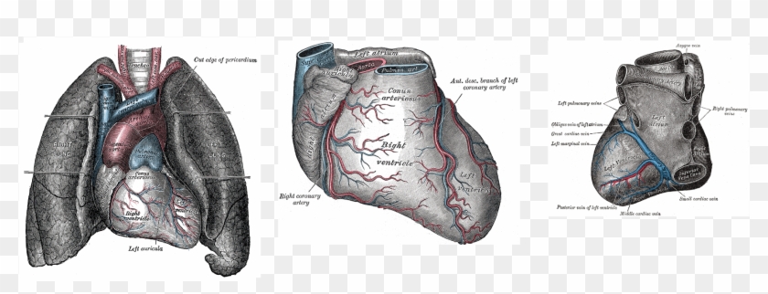 Heart Appendix Clipart (#288132) - PikPng