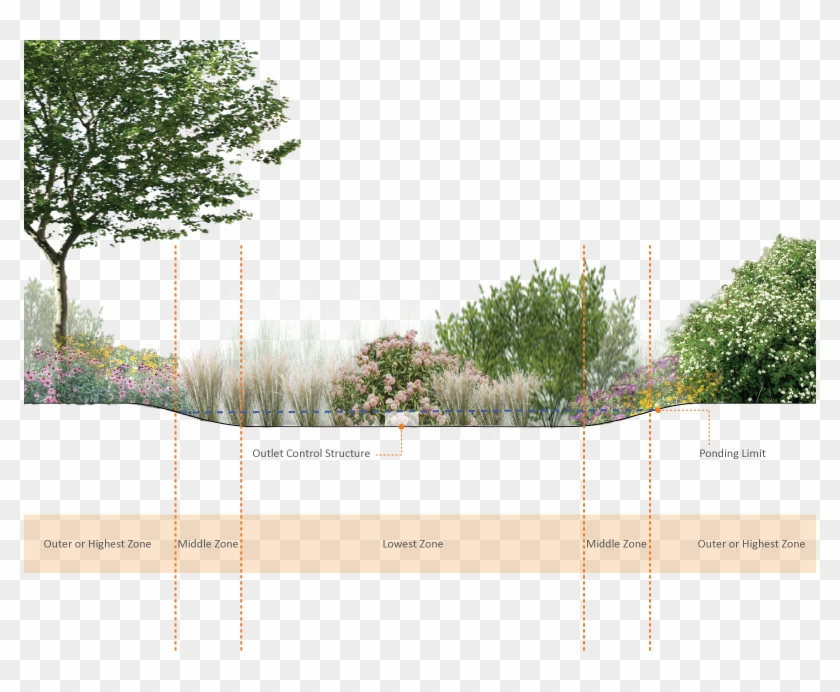 Vegetation Component - Swale Plants Png Clipart (#293888) - PikPng