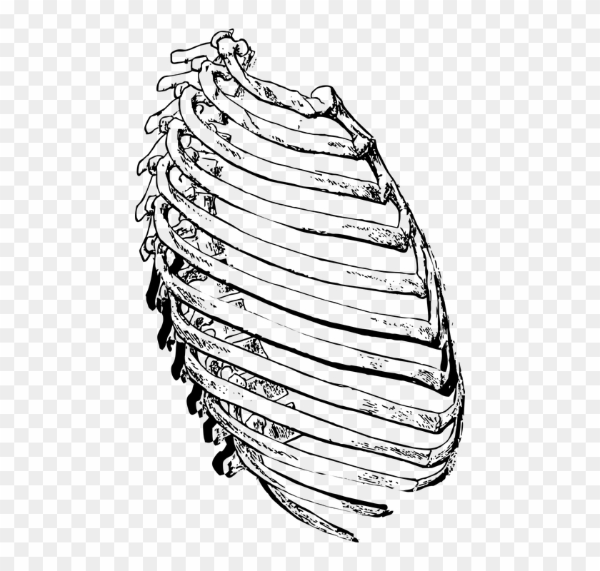 Rib Cage Png Clipart (#2901903) - PikPng