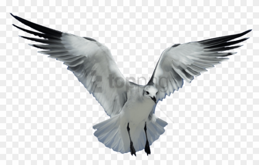 Download Free Png Seagull Transparent Png Image With Transparent - Sea ...