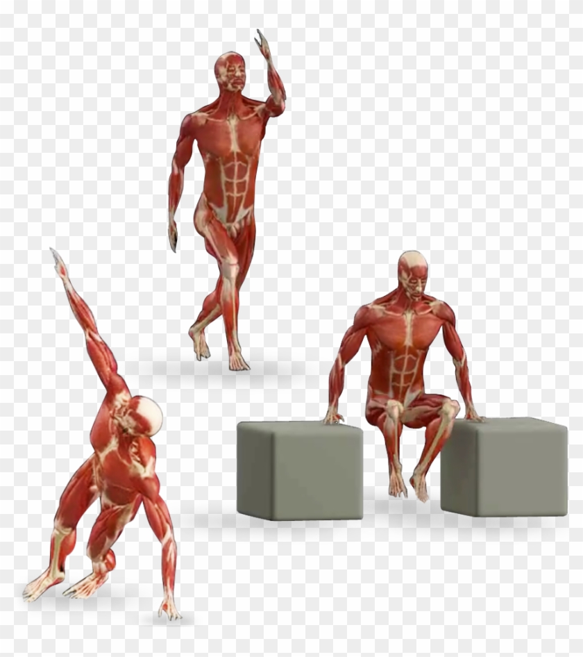 3d Technology And Stunning Graphics - Muscles Moving Animation Clipart ...