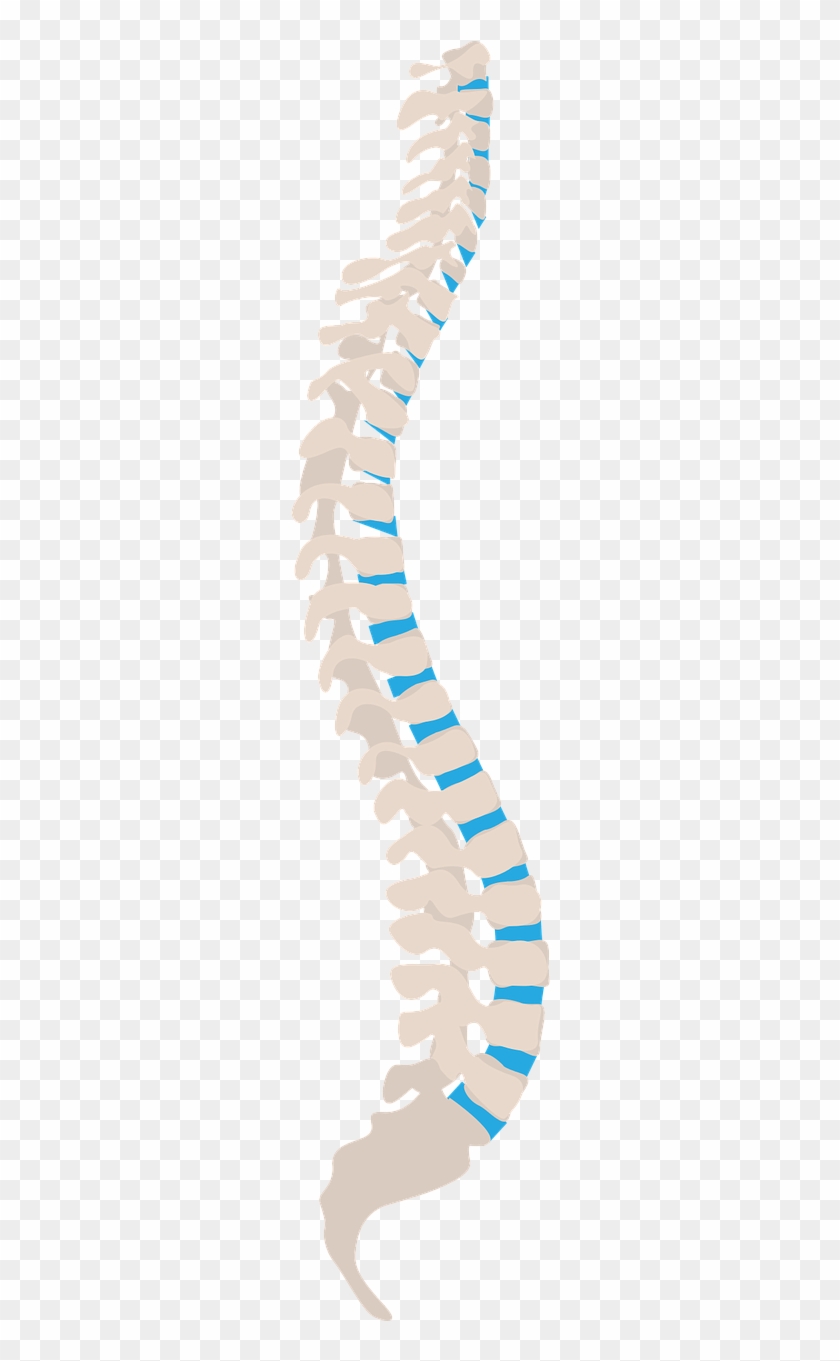 Spine Spine Side Health Side Png Image - Spinal Cord Injuries Clipart ...