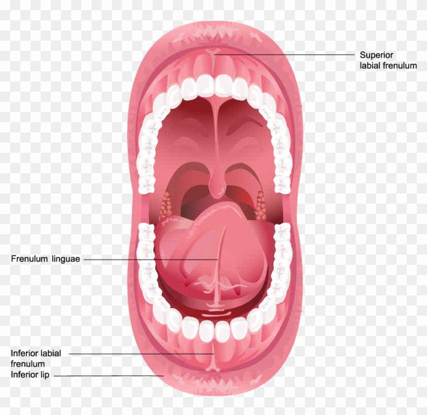 Illustration Of Frenulum In The Mouth - Diagram Of The Mouth Clipart ...