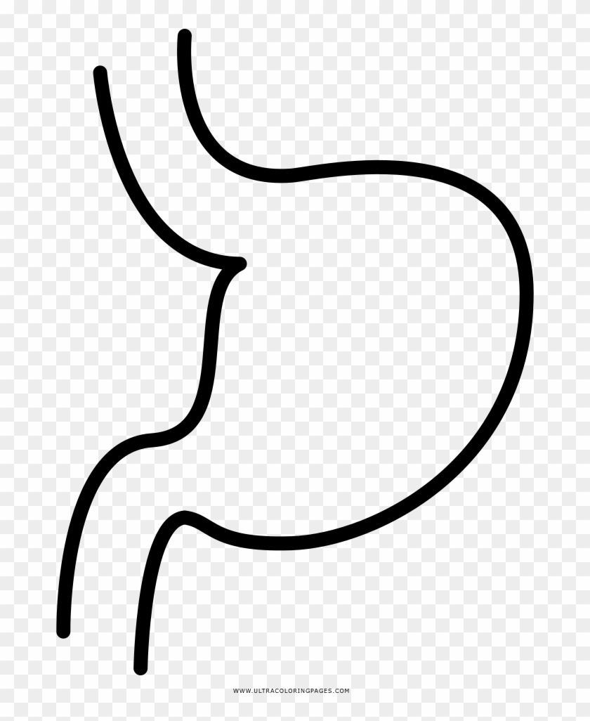 Stomach Coloring Page - Line Art Clipart (#3028824) - PikPng