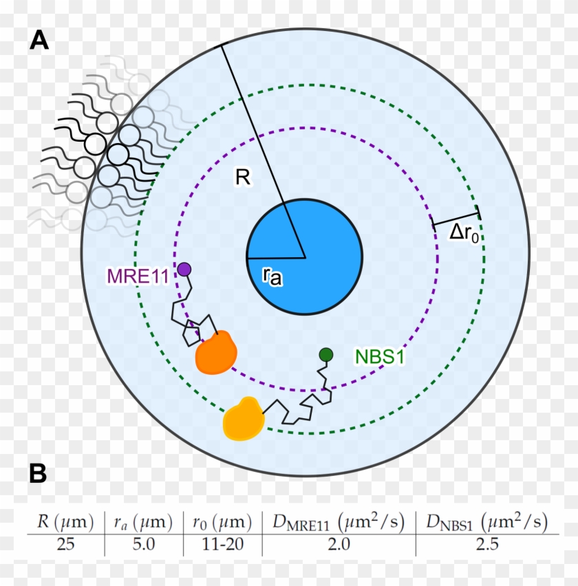 The Spherical Cell Model - Circle Clipart (#3185235) - PikPng