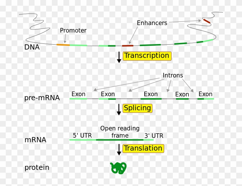 Difference Between Coding And Noncoding Dna - Functional Structure Of A Gene Clipart (#3185271 ...