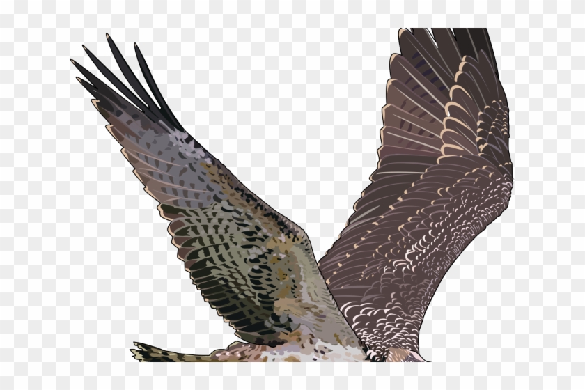 Falcon Png Transparent Images - Flying Falcon Transparent Background ...