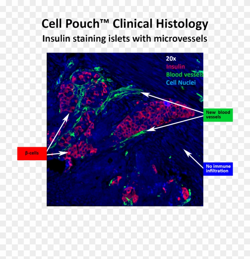 Sernova, A Regenerative Medicine Company Located In - Graphic Design ...