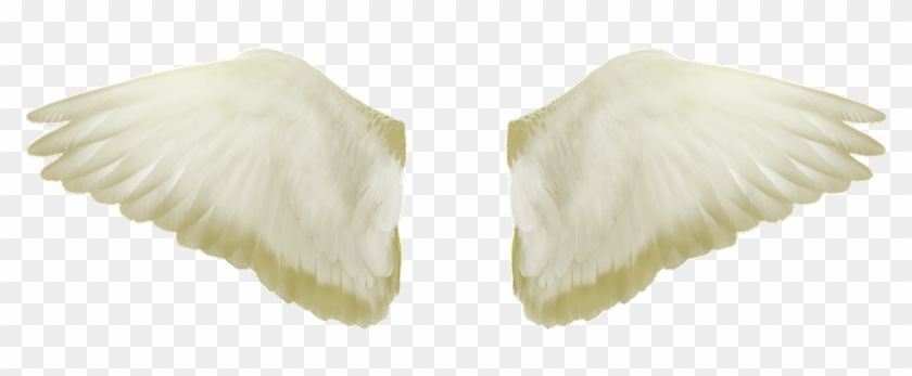 Wings, Flight, Freedom, Flying, Fly, Png - Fly Png Clipart (#330230 ...