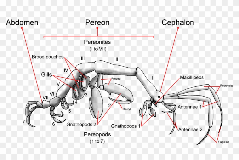 Generalized Caprellid Body Plan Anatomy - Parts Of A Mantis Shrimp ...