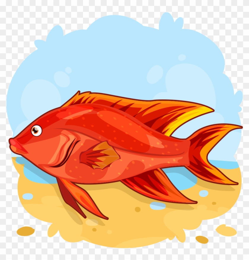 Download Red Snapper - Garibaldi (fish) Clipart Png Download - PikPng