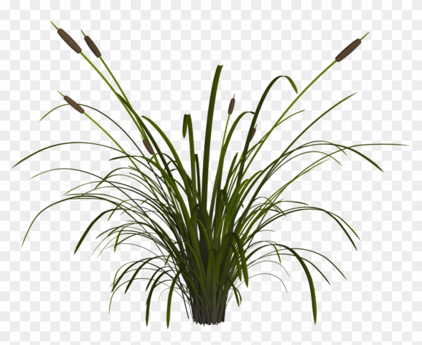 Download Reed Png - Reed Plant Png Clipart Png Download - PikPng