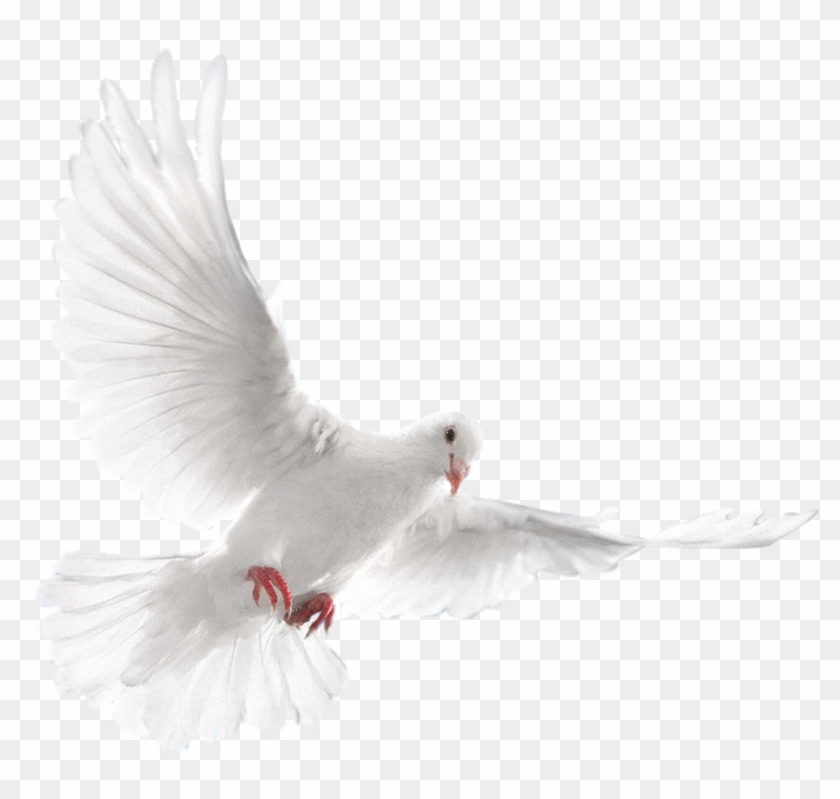 Download Disney Princess Images Dove 16 Hd Wallpaper And Background ...