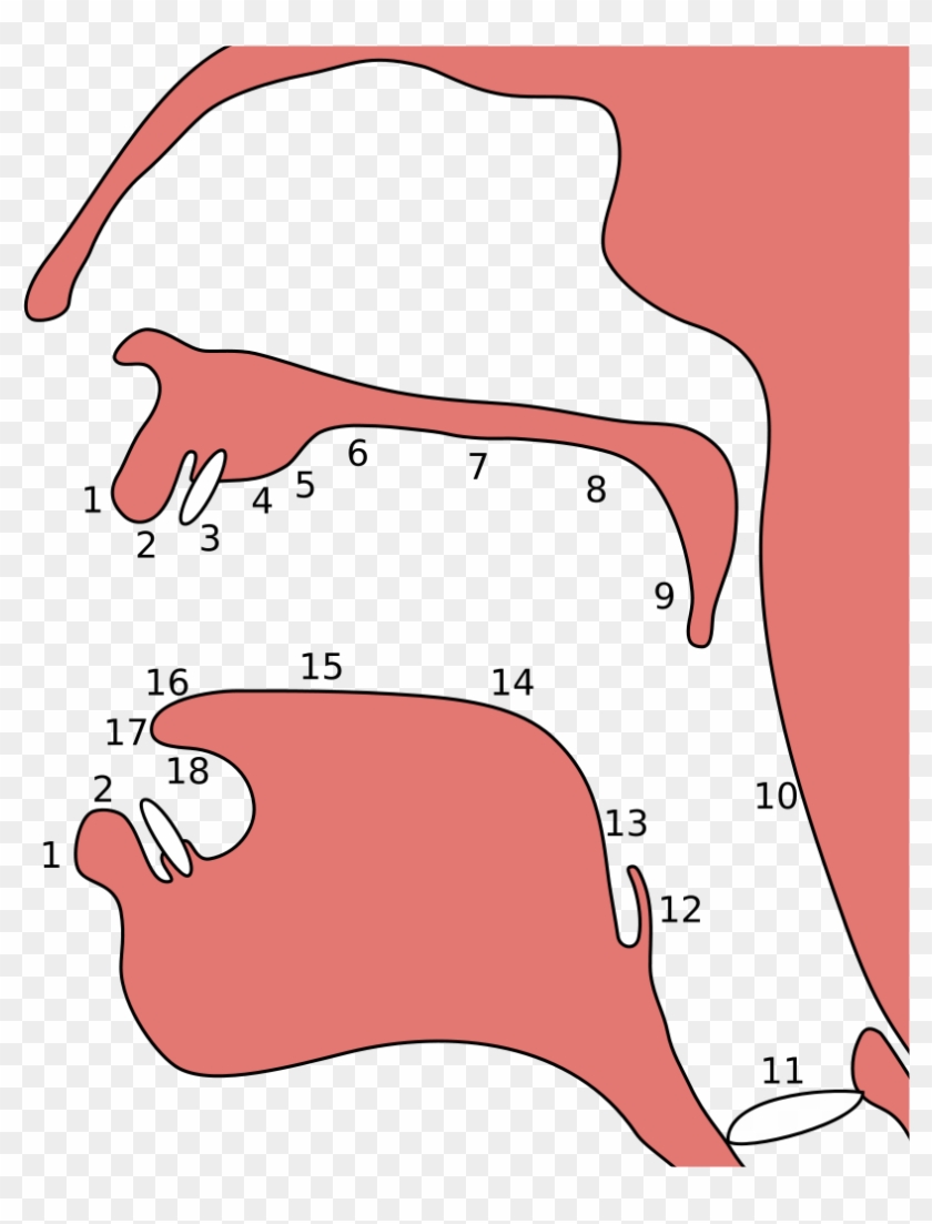 Places Of Articulation - Place Of Articulation Clipart (#3572981) - PikPng