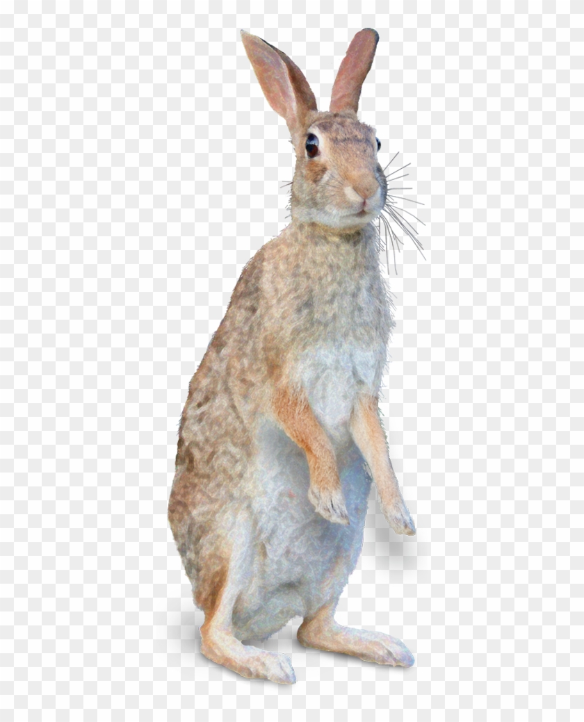 Png Wild Rabbit Transparent Clipart (#3607901) - PikPng