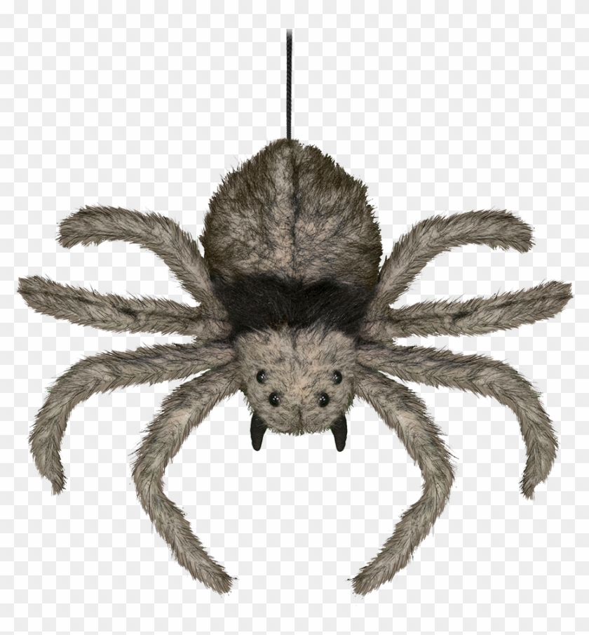 Halloween - Insect Clipart (#3612904) - PikPng