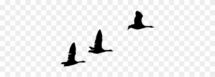 Download Geese Migration Clipart Sillouette - Silhouette Geese Png ...