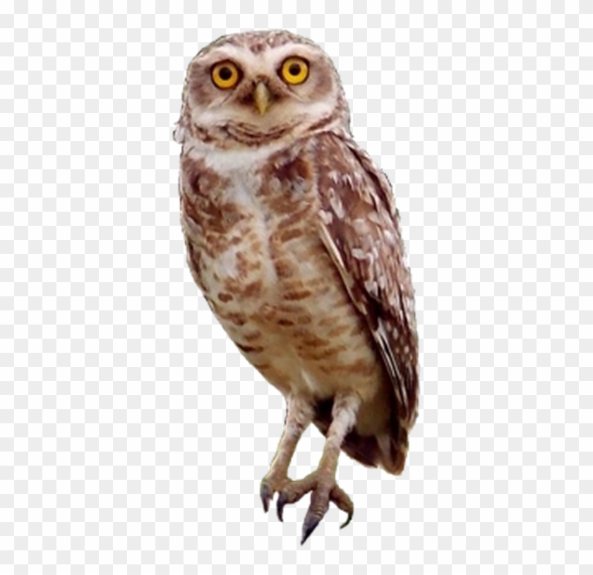 Carneiro Branco Coruja Png - Imagens De Corujas Com Fundo Transparente ...