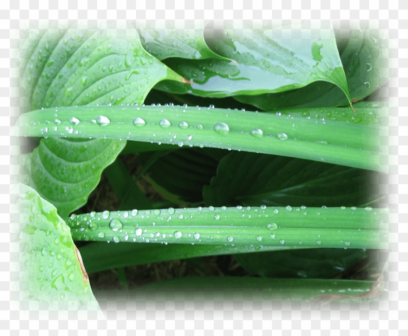 Dew Drops - Drop Clipart (#3673410) - PikPng