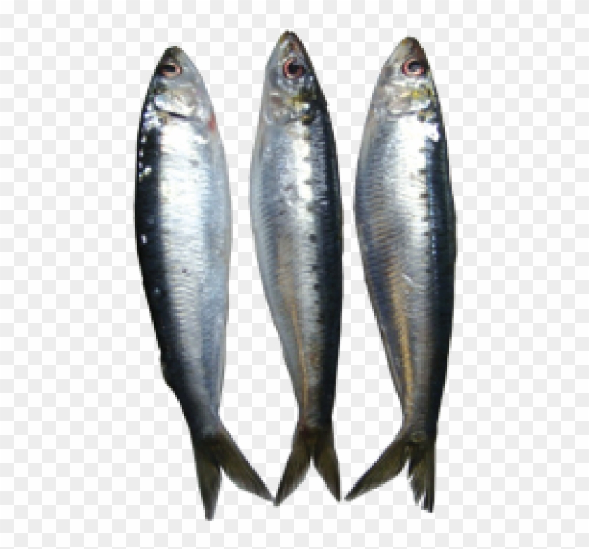 Sardine Small Per Kg - Sardines Fish Png Clipart (#3675607) - PikPng