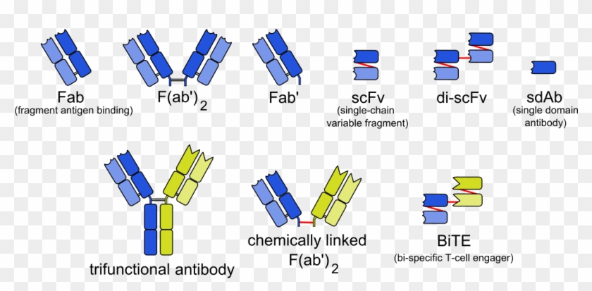Bifunctional Antibody Clipart (#3712584) - PikPng