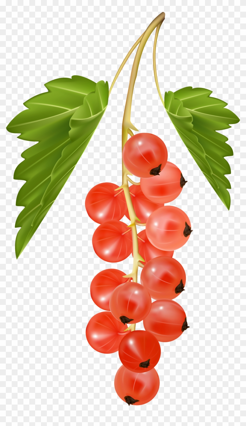 Red Currant Png Clipart (#3734884) - PikPng